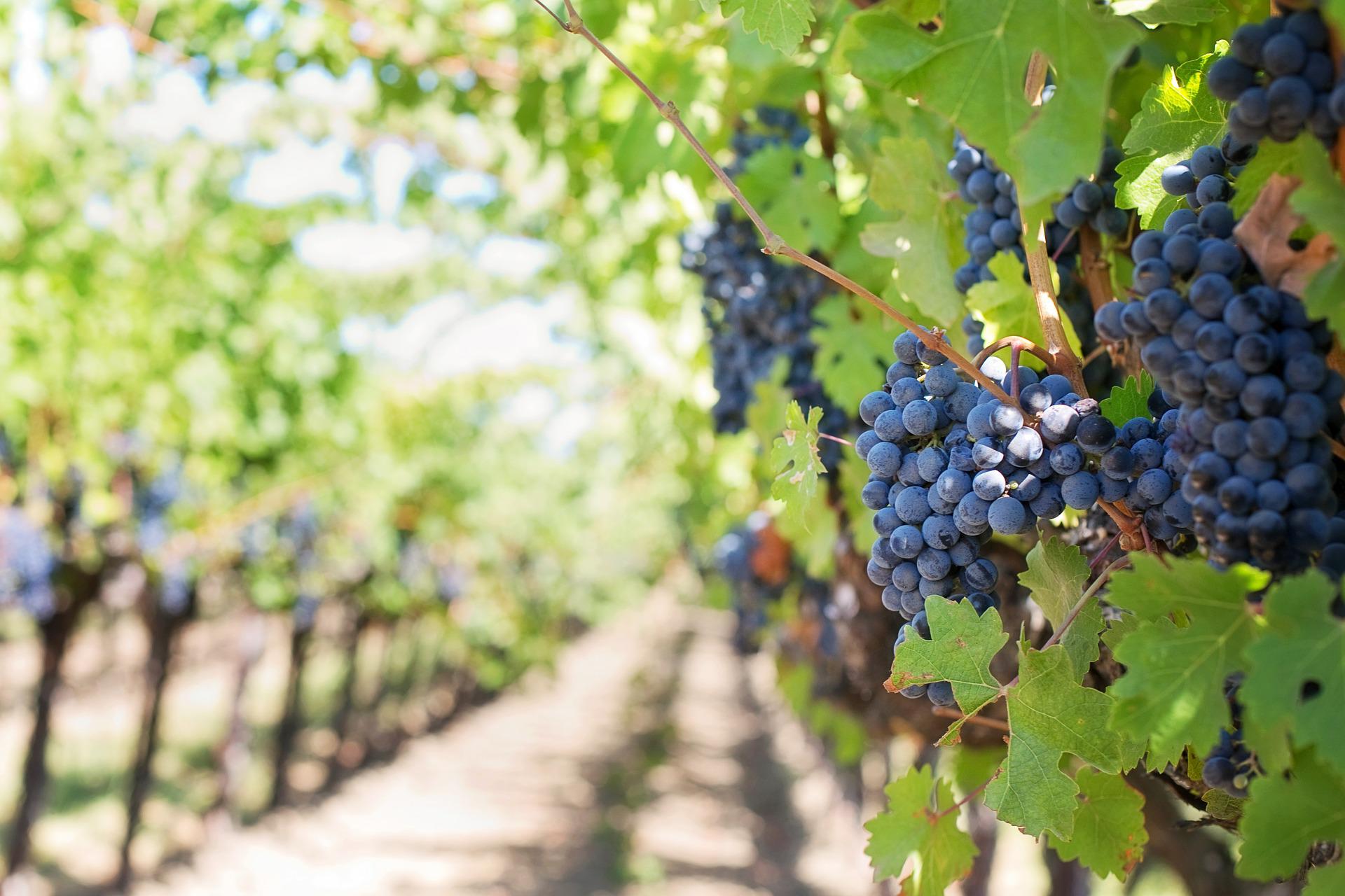 Piquets Julien - Viticulture